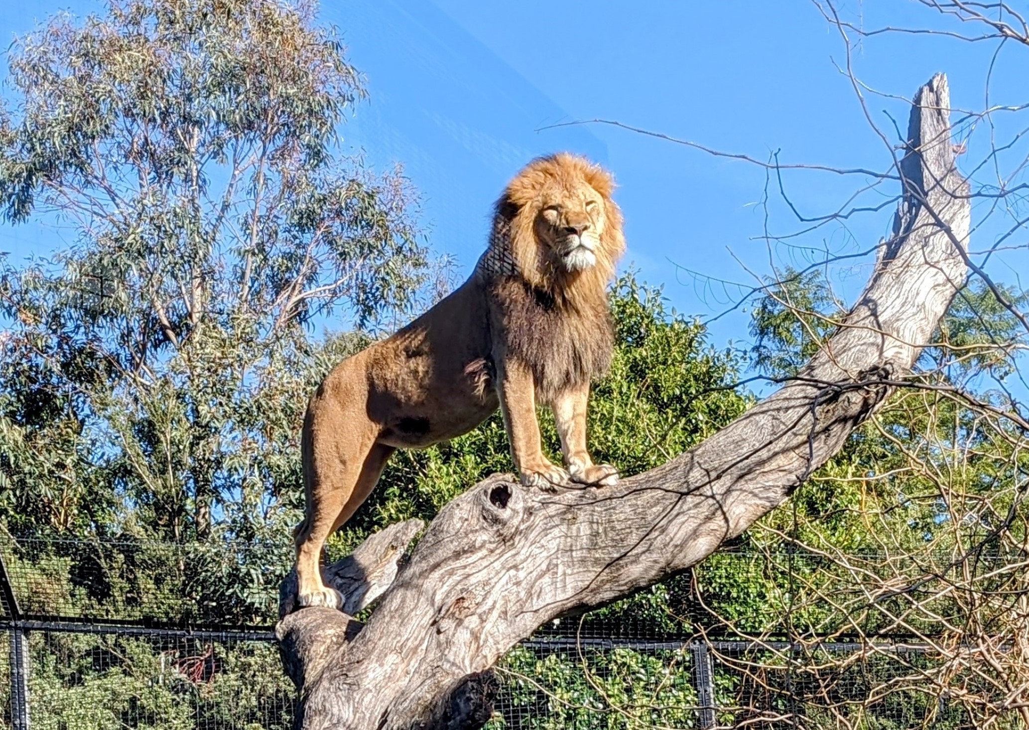 Dubbo Zoo - Leisure Options